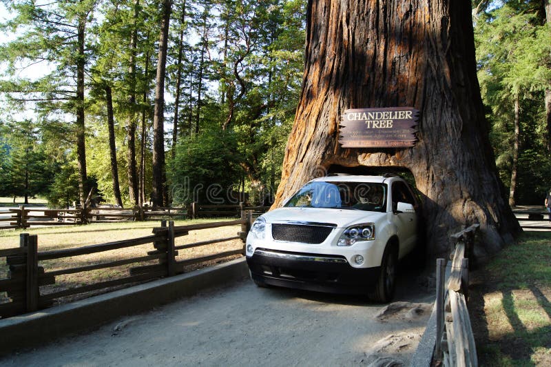 Drive through Tree stock image. Image of tourism, tree - 20991983