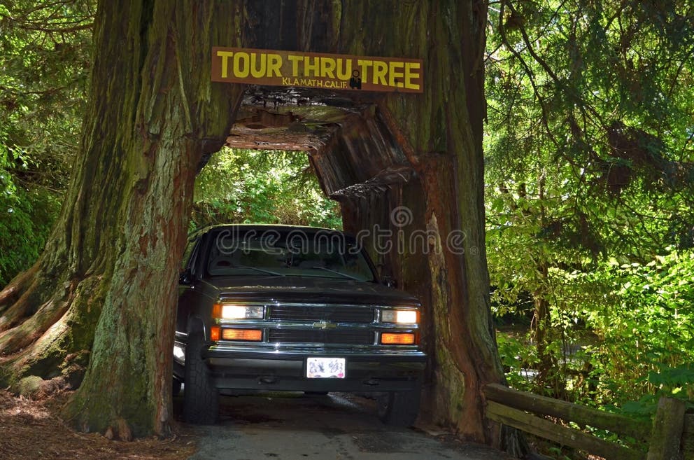 Drive through tree editorial image. Image of california - 26174360