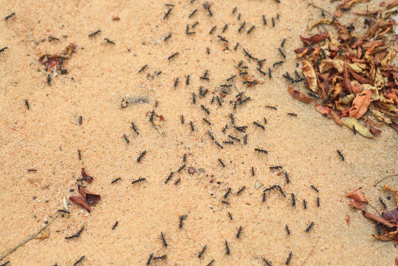 Driver ants or safari ants stock image. Image of siafu - 87759465