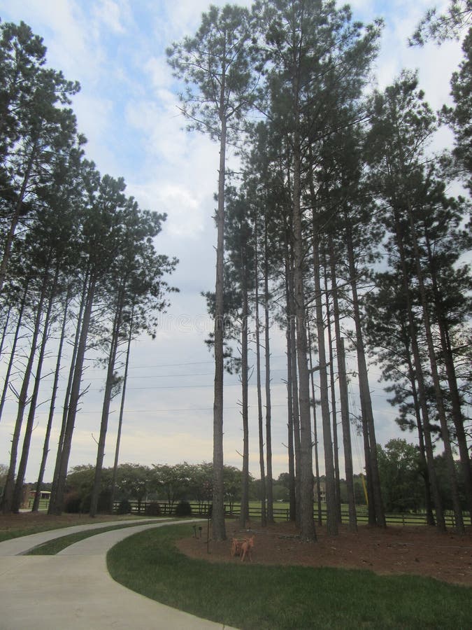 Trees in Driveway stock photo. Image of frost, sunlight - 257511936