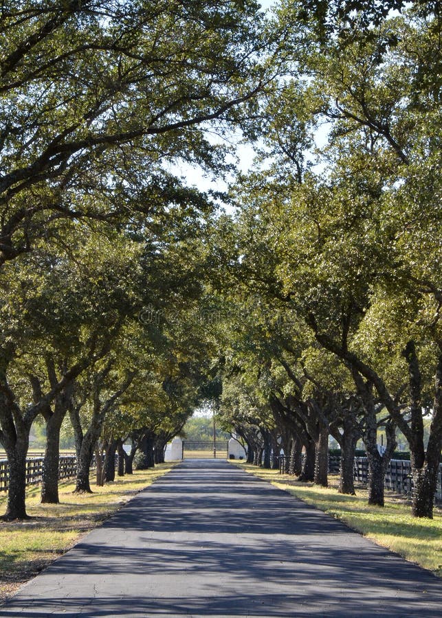 166 Driveway Trees Both Sides Stock Photos - Free & Royalty-Free Stock ...
