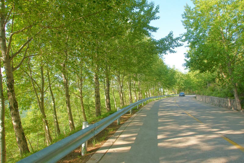 Driveway in trees stock photo. Image of poplar, woods - 55903948