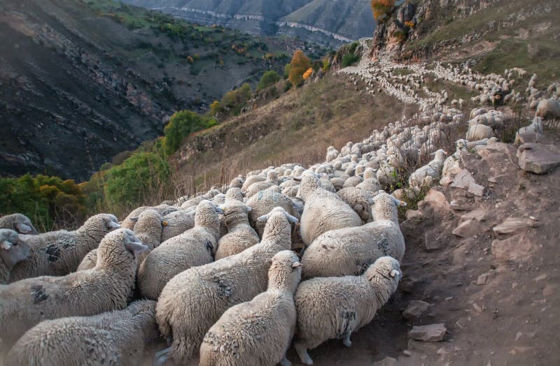 Driving a Huge Herd of Sheep and Sheep Along the Edge of a Mountain ...