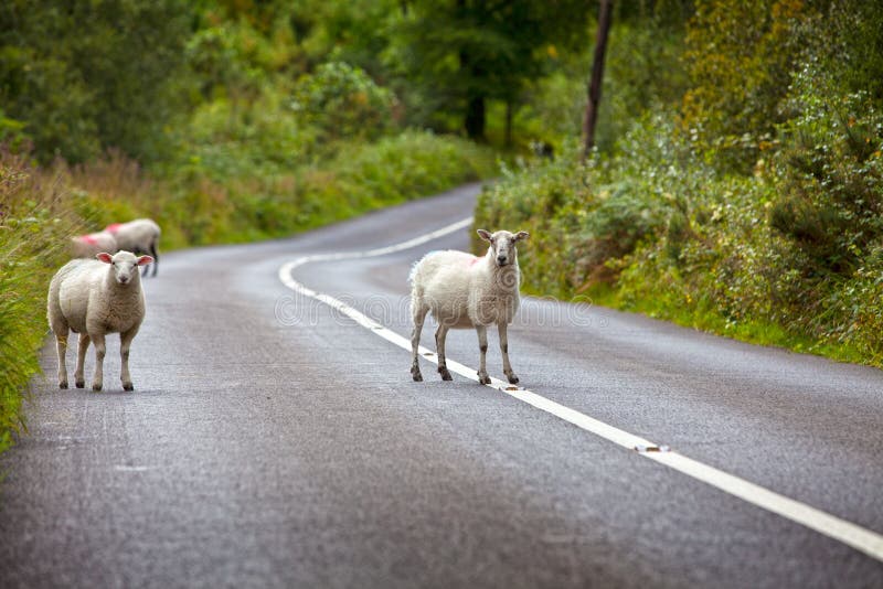 Driving in Ireland stock image. Image of field, area - 21060643
