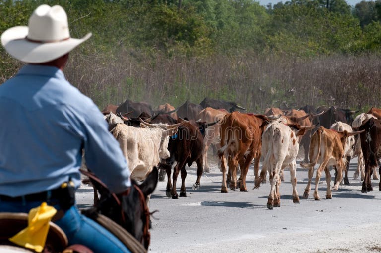 Hurd Cattle Stock Photos - Free & Royalty-Free Stock Photos from Dreamstime