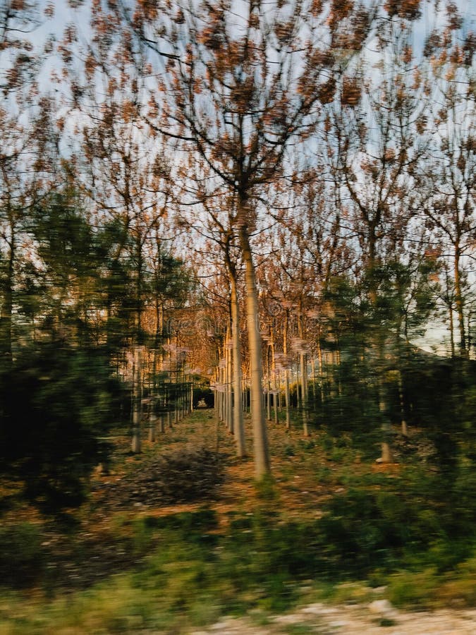 Driving Past Rows of Trees at Sunset Creating Motion Blur. Rows of ...