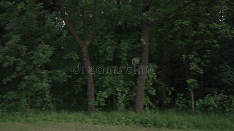 Driving Plate Side View of Mixed Forest in Summer Smooth Ride Stock ...