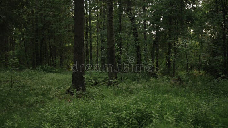 Driving Plate Side View of Mixed Forest in Summer Smooth Ride Stock ...
