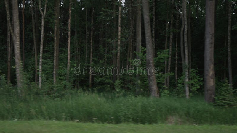 Driving Plate Side View of Mixed Forest in Summer Smooth Ride Stock ...