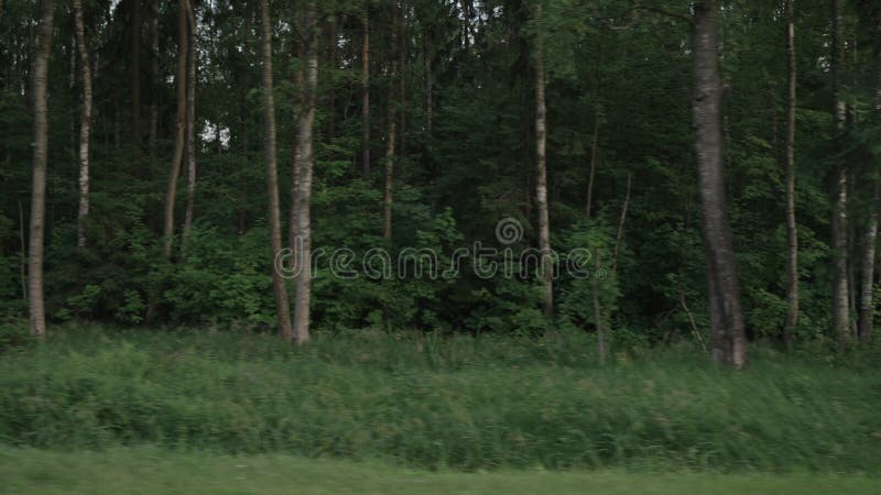 Driving Plate Side View of Mixed Forest in Summer Smooth Ride Stock ...
