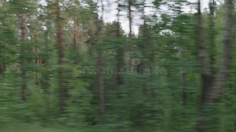 Driving Plate Side View of Mixed Forest in Summer Stock Photo - Image ...