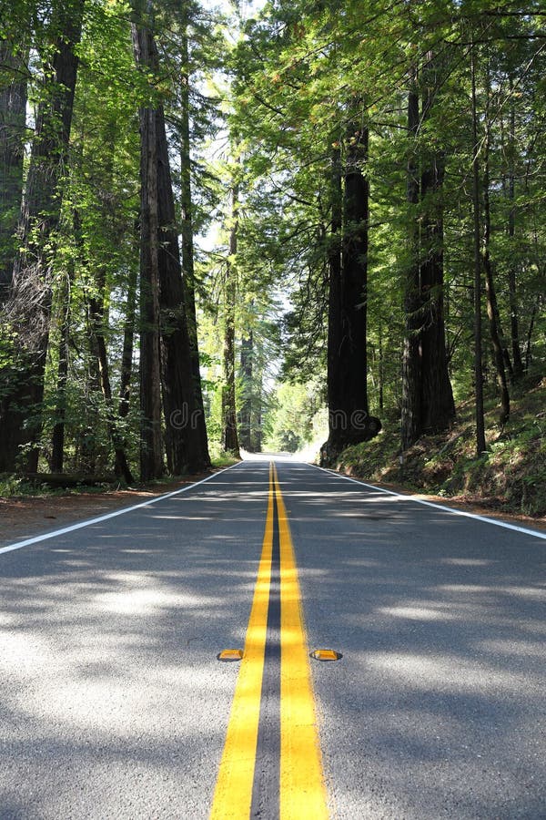 Road through the Redwoods stock photo. Image of states - 130058876