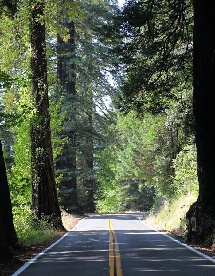 Road through the Redwoods stock image. Image of america - 130059125