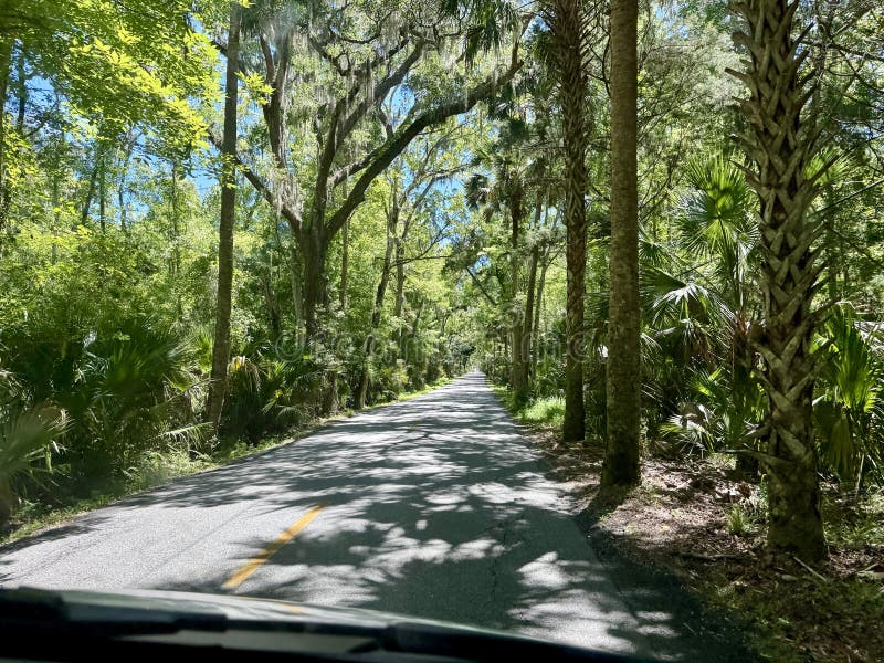 Driving through a Tree Tunnel Forest Near Ormond Beach, Florida Stock ...