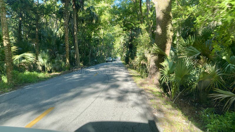 Driving through a Tree Tunnel Forest Near Ormond Beach, Florida ...