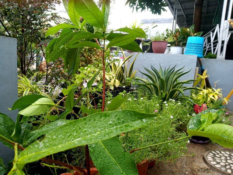 Drizzle during the day stock photo. Image of vegetation - 232941836