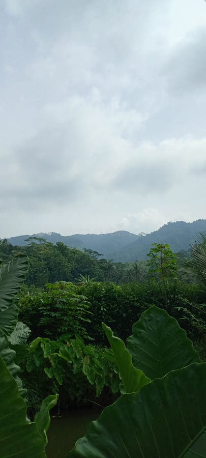 Drizzle in the Shady Forest Stock Image - Image of nature, hill: 363892193