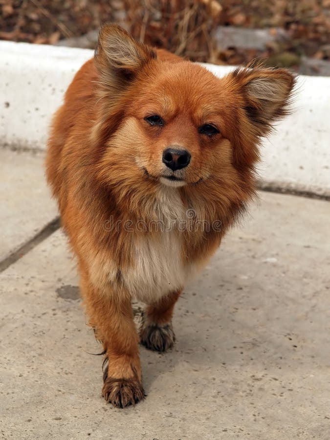 Droevige rode hond status stock afbeelding. Image of kauw - 1861517