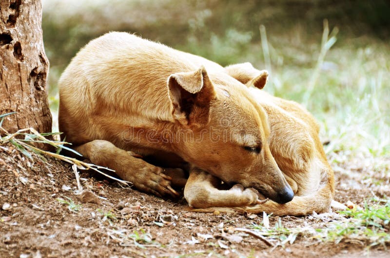 Droevige slaaphond stock foto. Image of moeilijk, dier - 22272150
