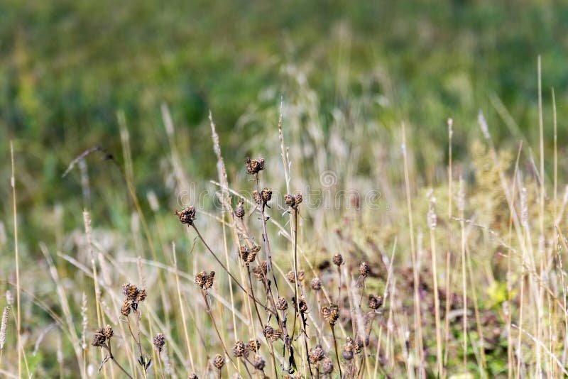 Droge grasmacro stock foto. Image of kant, gazon, droog - 69835838