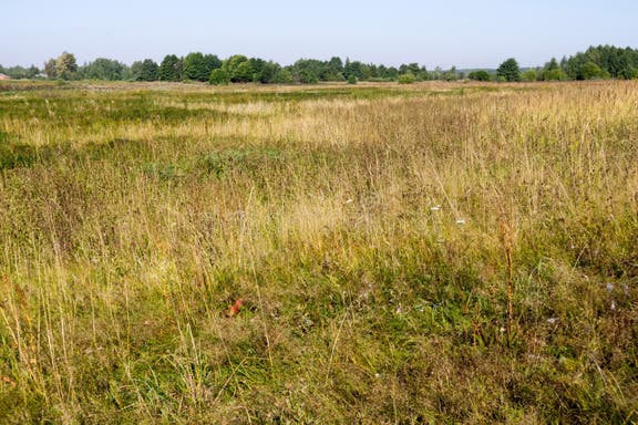 Droge grasmacro stock afbeelding. Image of kant, groen - 69836081