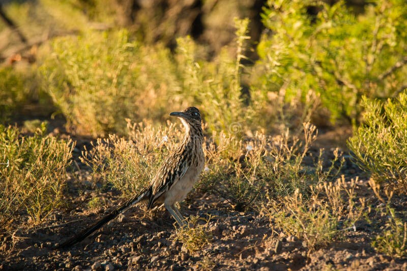 Jewely - Photographer profile