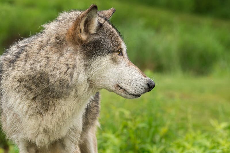 2,231 Profil De Loup Photos libres de droits et gratuites de Dreamstime