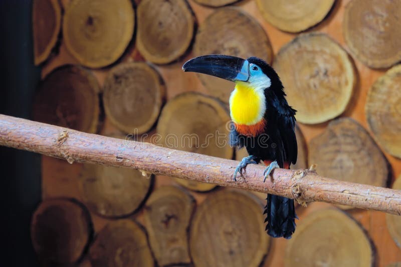 Droll Bird stock photo. Image of wildlife, black, close - 202600202