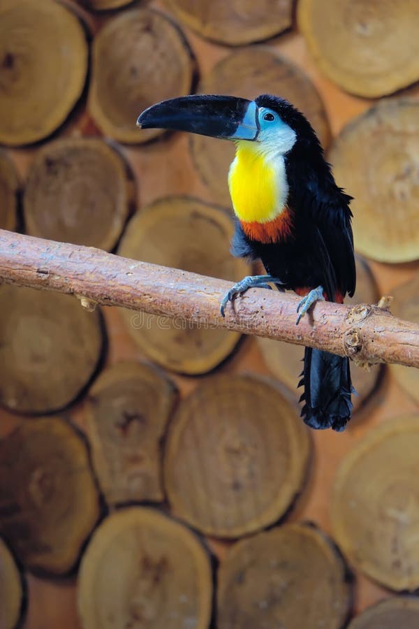 Droll Bird stock image. Image of puffin, animal, wildlife - 202670759