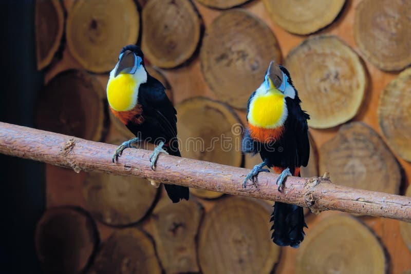 Droll Bird stock image. Image of life, wild, droll, largirostrornis ...