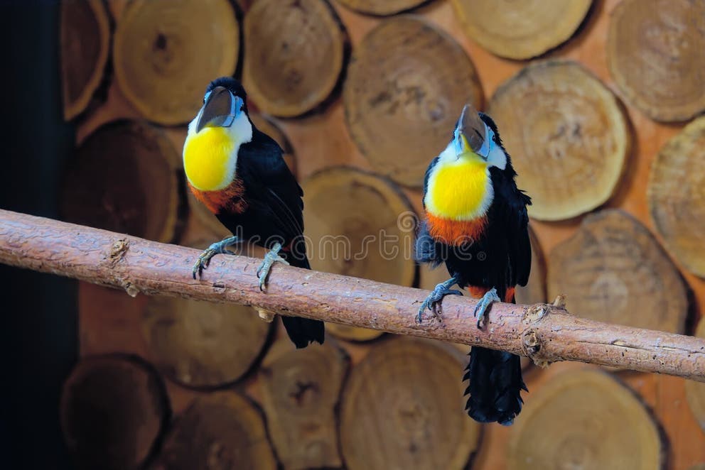 Droll Bird stock image. Image of life, wild, droll, largirostrornis ...