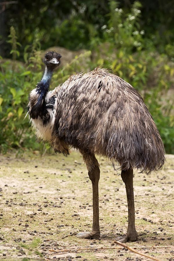 Dromaius in a clearing stock image. Image of wild, dromaius - 154056187