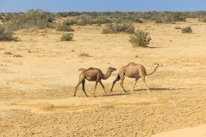 Dromedaries in desert stock photo. Image of arabian, bedouin - 85618776