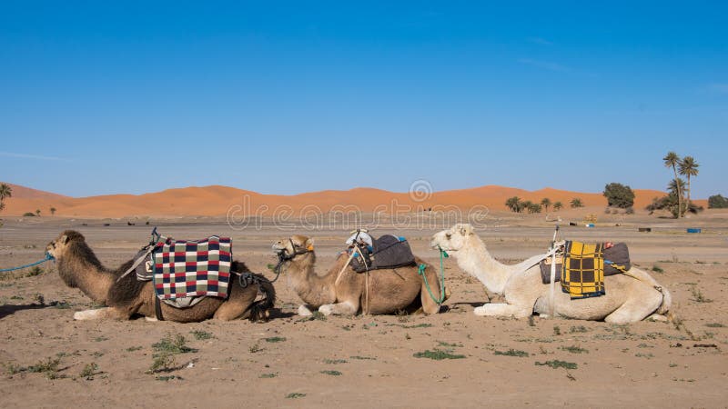 Dromedaries Resting in the Sahara Stock Image - Image of sunny, camel ...