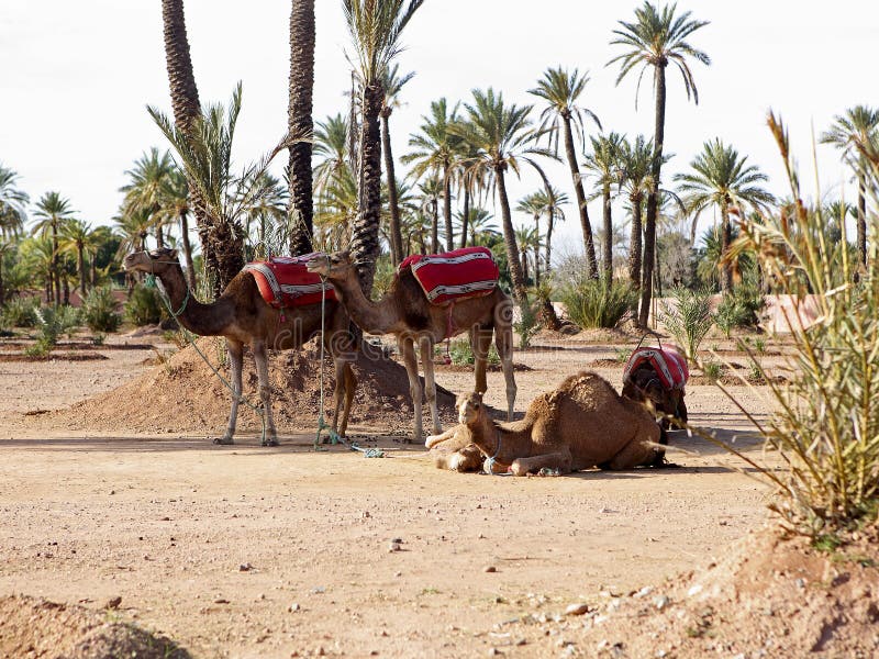 Dromedaries in the West Sahara Stock Photo - Image of dromedaries ...