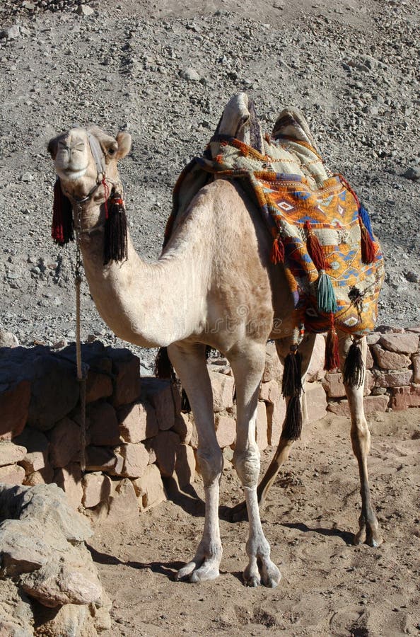 Dromedaris stock afbeelding. Image of safari, arabië, woestijn - 368419