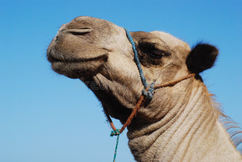 Smiley Camel Stock Photos - Free & Royalty-Free Stock Photos from ...