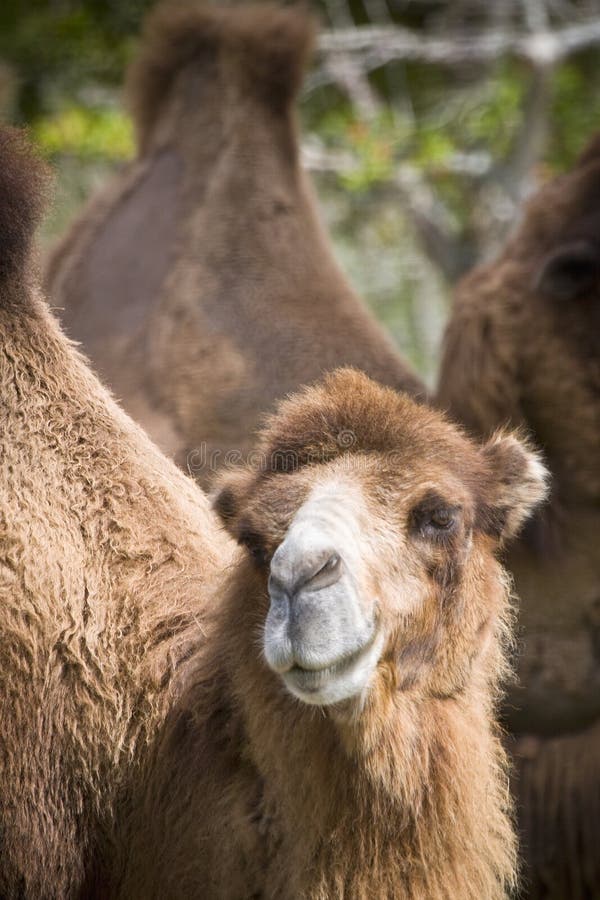 Dromedary Camel (Camelus Dromedarius) Stock Photo - Image of mammal ...