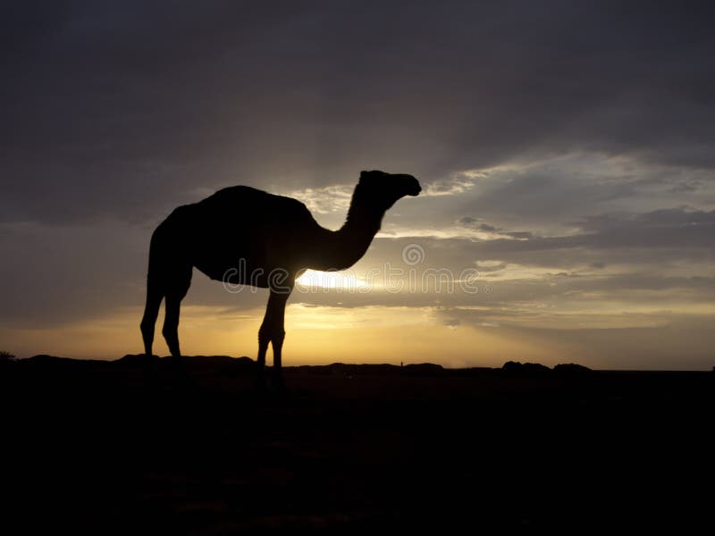 Dromedary or Arabian Camel, Camelus Dromedarius Stock Image - Image of ...