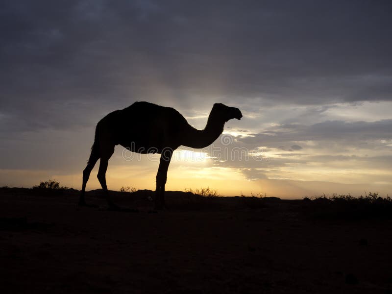 Dromedary or Arabian Camel, Camelus Dromedarius Stock Photo - Image of ...