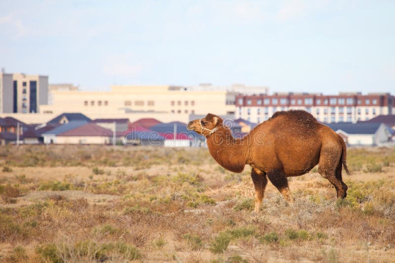 Dromedary camel stock image. Image of dromedary, climate - 259383939