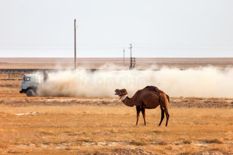 Camel Driving Car Stock Photos - Free & Royalty-Free Stock Photos from ...