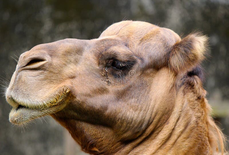 Dromedary Camel Close Up stock photo. Image of dromedarius - 45329316