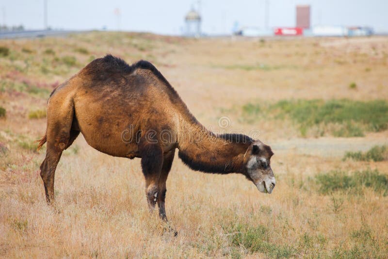 Dromedary camel stock photo. Image of feeding, dromedary - 259543336