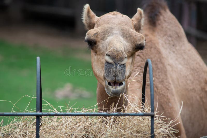 Camel eating stock image. Image of colorful, arabia, dromedary - 29432387