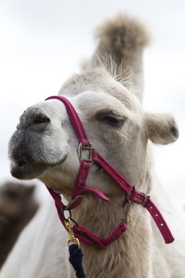 Dromedary camel head stock image. Image of halter, detail - 57500385