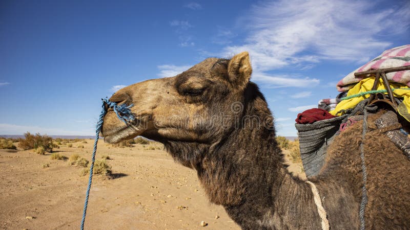 Camel Expedition in Egypt stock image. Image of sahara - 6130881