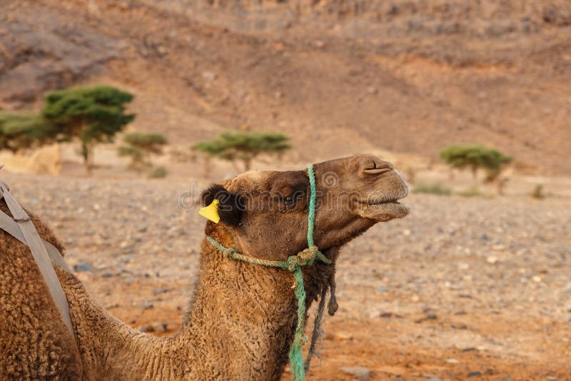 Dromedary Camel in the Sahara Desert. Close Up View of the Head Stock ...