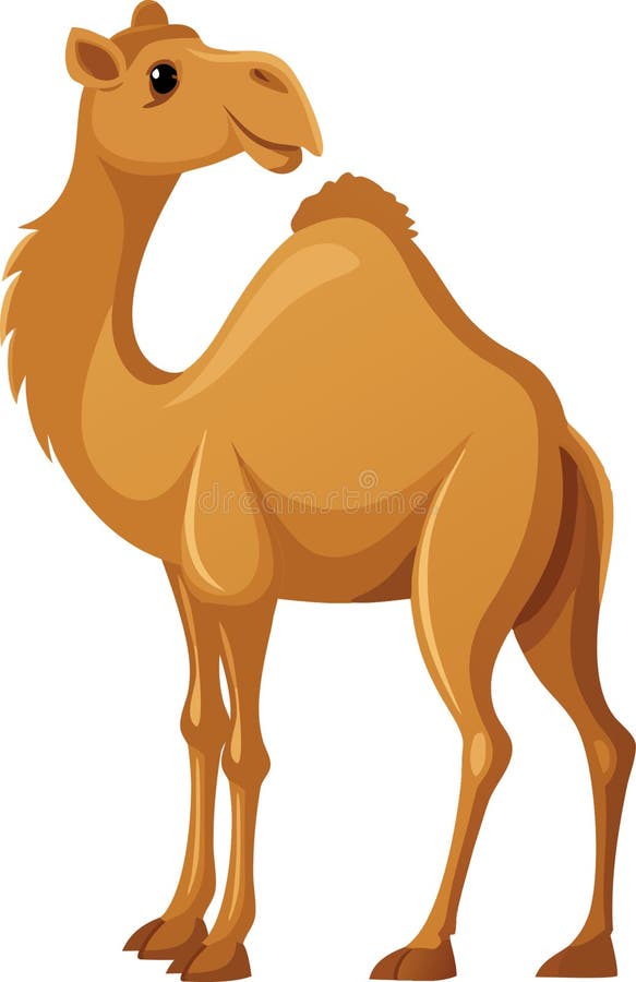 Dromedary Camel Standing and Looking Back on White Background Stock ...