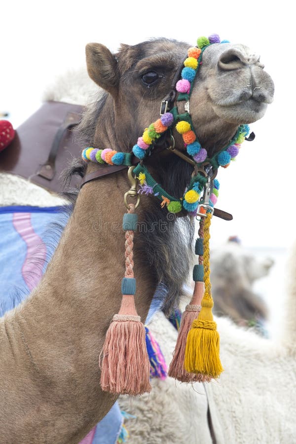 Dromedary Camel Wearing a Colourful Bridle Stock Photo - Image of beach ...